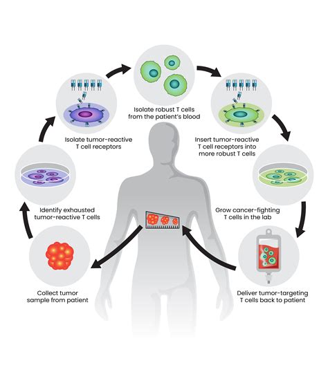 Empowering Immune Systems Center For Cancer Research