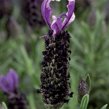Lavandula X Heterophylla Sweet Lavender From Garden Center Marketing