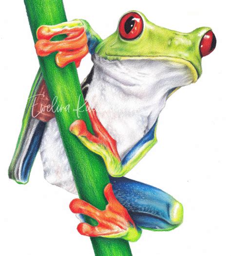 How To Draw A Tree Frog Step By Step