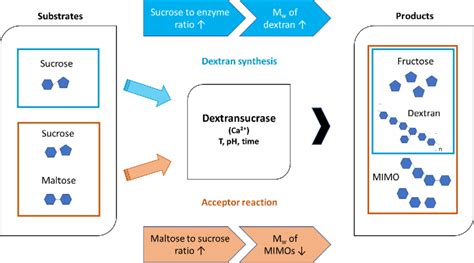 Principles Of Dextran Synthesis And Maltose Acceptor Reaction By