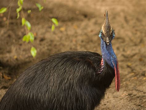 420 Casuar Comum Fotos De Stock Imagens E Fotos Royalty Free Istock