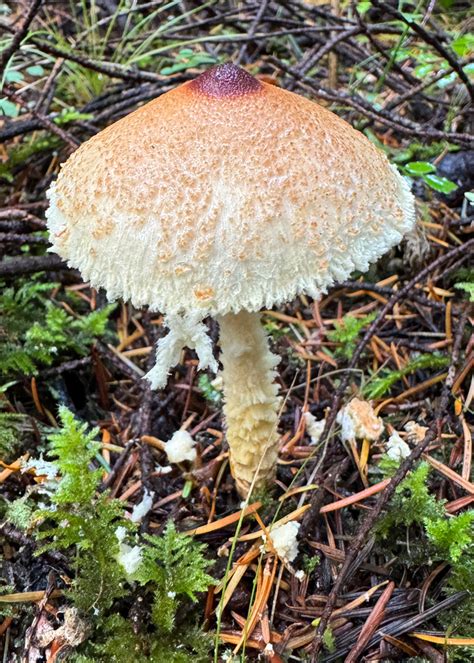 Shield Dapperling From Island County Wa Usa On October 22 2023 At 1016 Pm By Mary Jo Adams