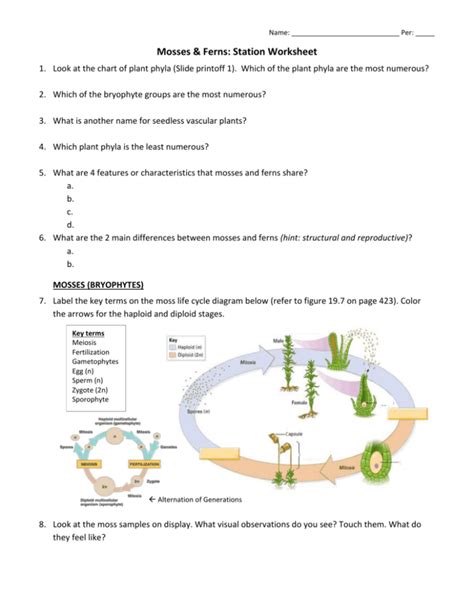 Mosses And Ferns Station Worksheet Worksheets Library