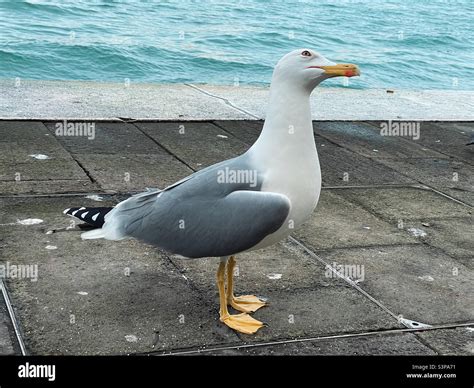 Low Angle View Of A Seagull Standing At Edge Of Water Tilting Its Head