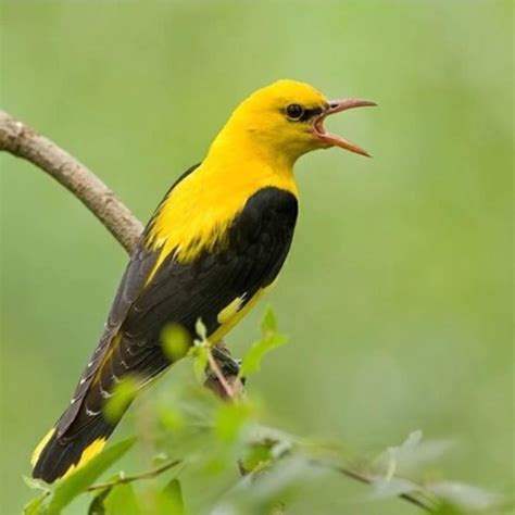 Loriot En Céramique Papa Figos Oiseaux Migrateurs Oiseaux Photo