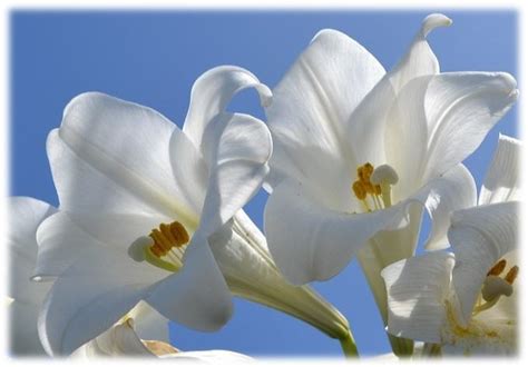 St Andrews On The Sound Episcopal Church What Are We Celebrating On Easter Easter Is The