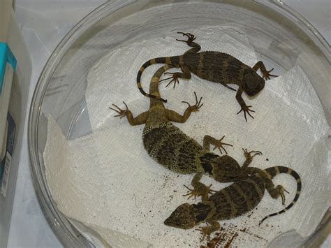 Robbie Hamper Leachianus Giant Geckos Elegant Reptile Images Home