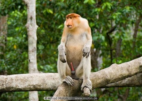 Proboscis Monkey At Labuk Bay Sanctuary Sabah Malaysia