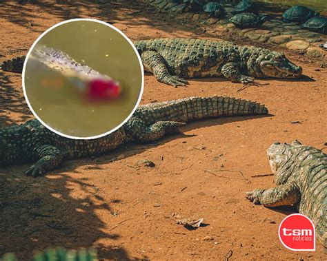Hombre Muere Por Ataque De Cocodrilo En Costa Rica Tsm Noticias