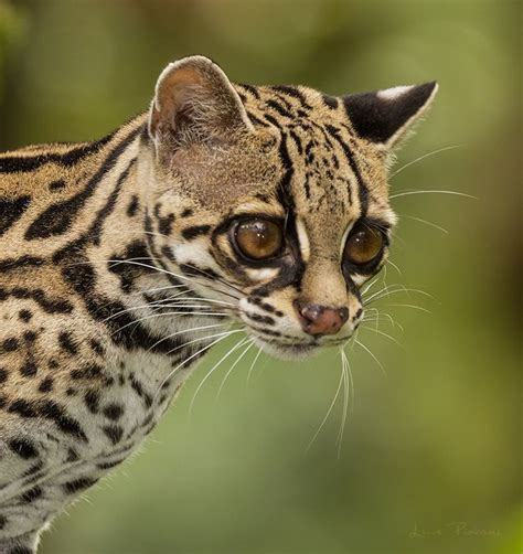 Margay Cat Tree Ocelot In Volcan Arenal Costa Rica Margay Drawing