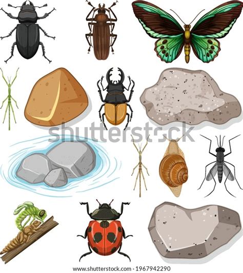 Different Types Insect Nature Elements Illustration Vector De Stock