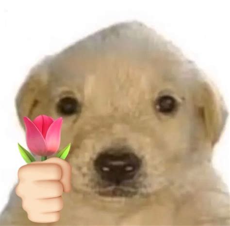 Perrito Con Una Flor Rosa Perros Finos Fotos De Perros Chistosos Perritos