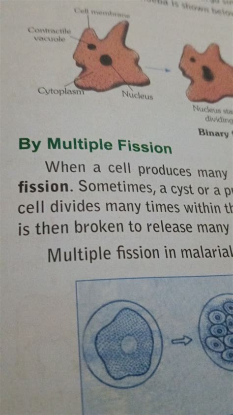 By Multiple Fissionwhen A Cell Produces Many Fission Sometimes A Cyst