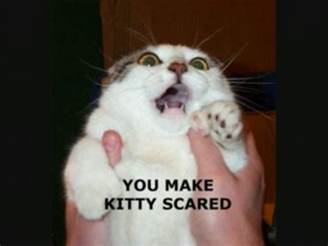 I Am Cheeky Kitty Scared Kitty