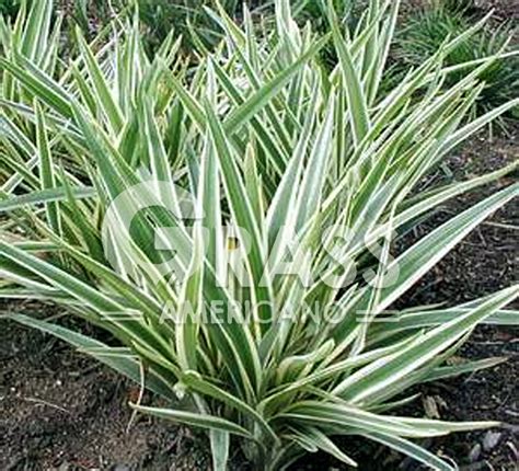 Dianella Grass Americano