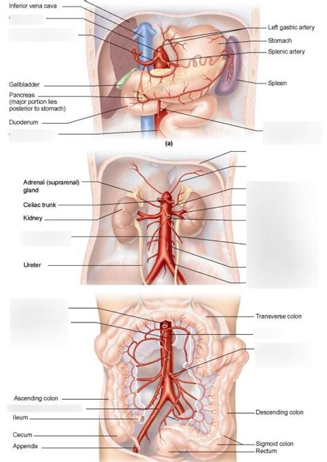 Diagram Of Abdomen Arteries Pt 2 Quizlet