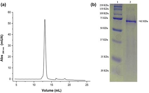 Elution Profile Of Gel Filtration Chromatography A And Sdspage Of