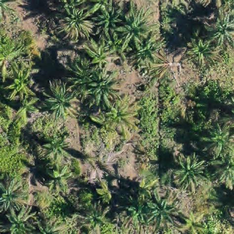 Palm Health Early Detection Object Detection Dataset By Aiwaskita