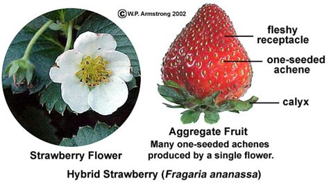 Fruit Terminology Part 4