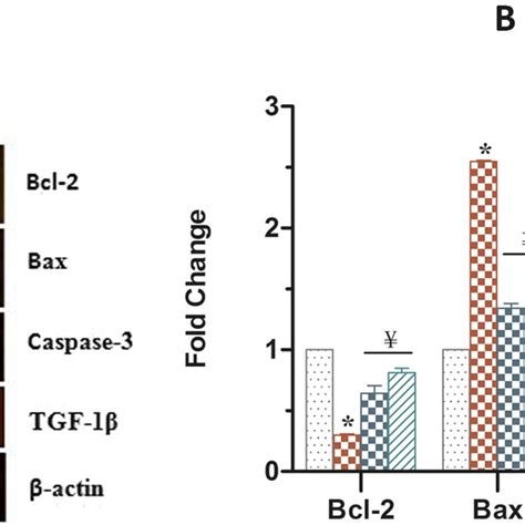 Impact Of Mesm Pre Cotreatment On The Expression Of Pro Apoptotic And