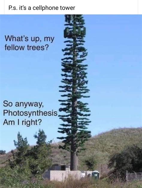 Funny Tree Meme Whats Up My Fellow Trees