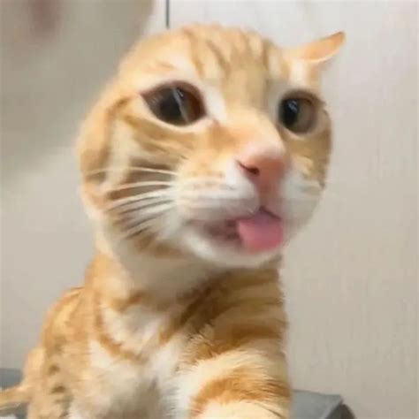 可爱橘猫吐舌卖萌，俏皮模样萌化人心 小橘猫自拍头像表情包图片动图 求表情网斗图从此不求人