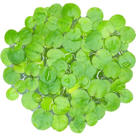 Amazon Frogbit Hydrophytesca