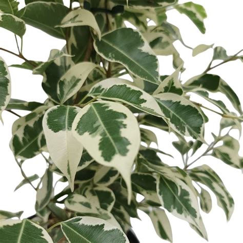 Φίκος Ficus Benjamina Twilight Airplantsgr