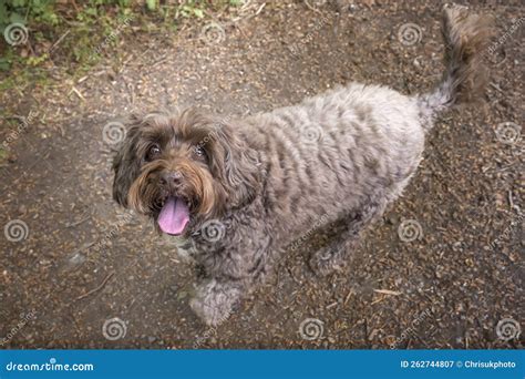Brown Cockapoo Looking Up At The Camera Stock Image Image Of Portrait