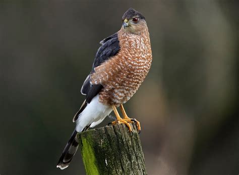 Sharp Shinned Hawk Range