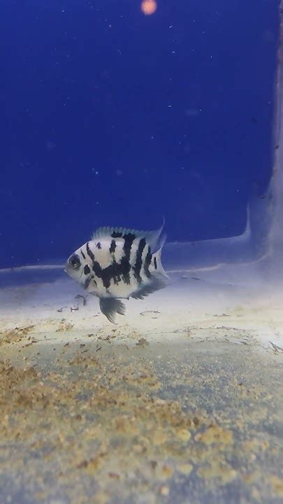 تکثیر ماهی پرت پولار Youtube