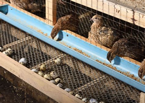 Quail Farming