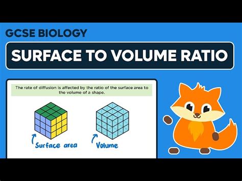 What Is The Formula For Surface Area To Volume Ratio Biology