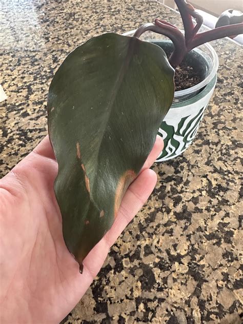 My Pink Princess Philo Has An Orangeyellow Tint To Its Leaf Rplantclinic