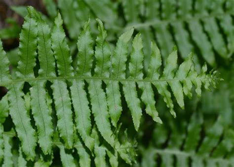 California Polypody Polypodium Californicum