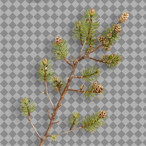A Branch Of A Pine Tree With A Pine Branch On It Premium Ai Generated Psd