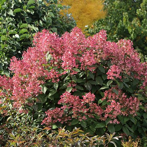 Hydrangea Wims Red Slovensketrvalky Sk