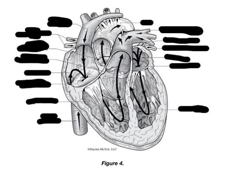 Heart Diagram Quizlet