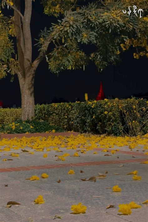 ပန်းဝါလေးတွေဟာ မန္တလေးကို နှုတ်ဆက်ခဲ့ပြီ 🍂💛 🎶ဟောင်းပြီ 🎞️ ပန်ဒိုရာ