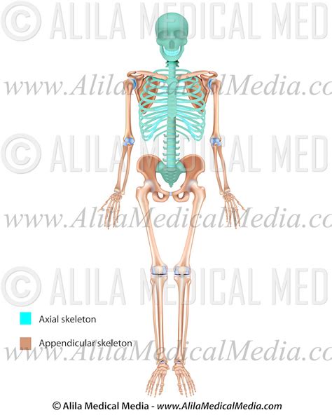 Axial And Appendicular Skeleton Unlabeled