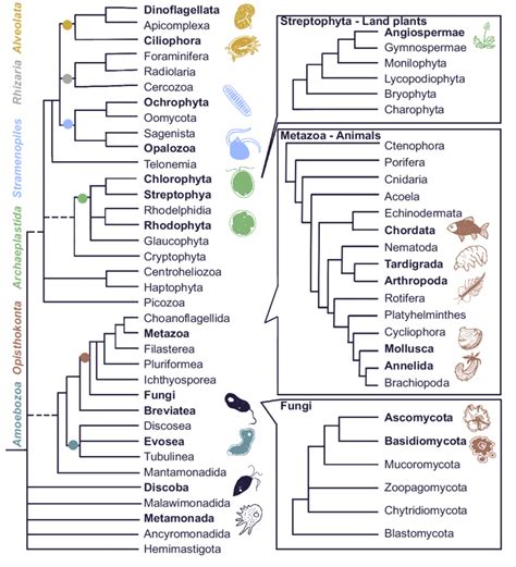 Simplified Tree Of Eukaryotes Highlighting The Broad Phylogenetic