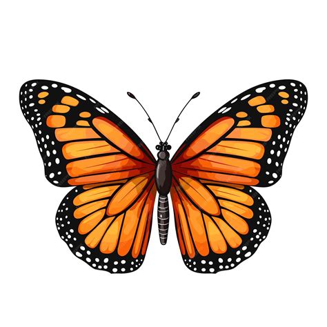 Premium Vector African Monarch Butterfly Vector Illustration