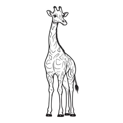Giraffe Outline Design Giraffa Clipart A Alart Giraffe Illustration