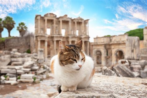 Aegean Cat Breed Information And Characteristics