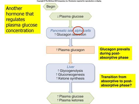 glucose uptake storage lipogenesis ppt download