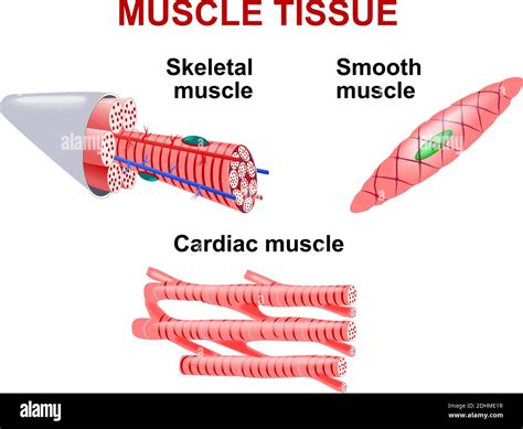 Cardiac Muscle Tissue Diagram Cardiac Muscle Tissue Definition