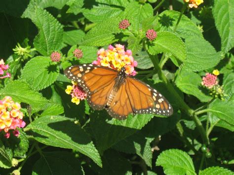 La Ciudad De Buenos Aires Fomenta La Flora Nativa