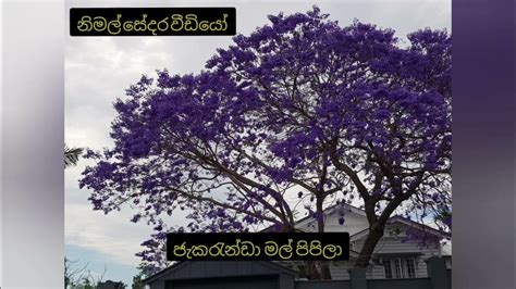 ජැකරැන්ඩා මල් පිපිලා Youtube