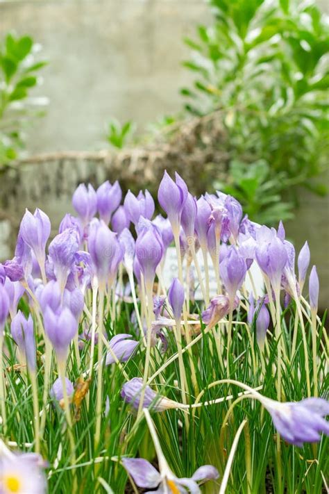 Fall Crocus Or Crocus Goulimyi Plant In Saint Gallen In Switzerland