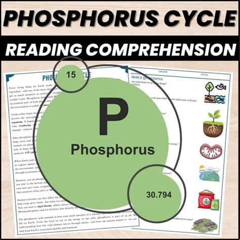 Phosphorus Cycle Reading Comprehension Worksheet Biogeochemical Cycles